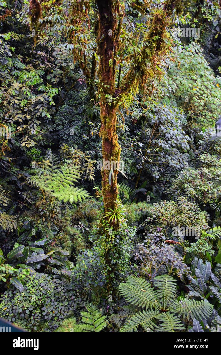 Monteverde Cloud Forest Reserve, views of tropical forest foliage ...
