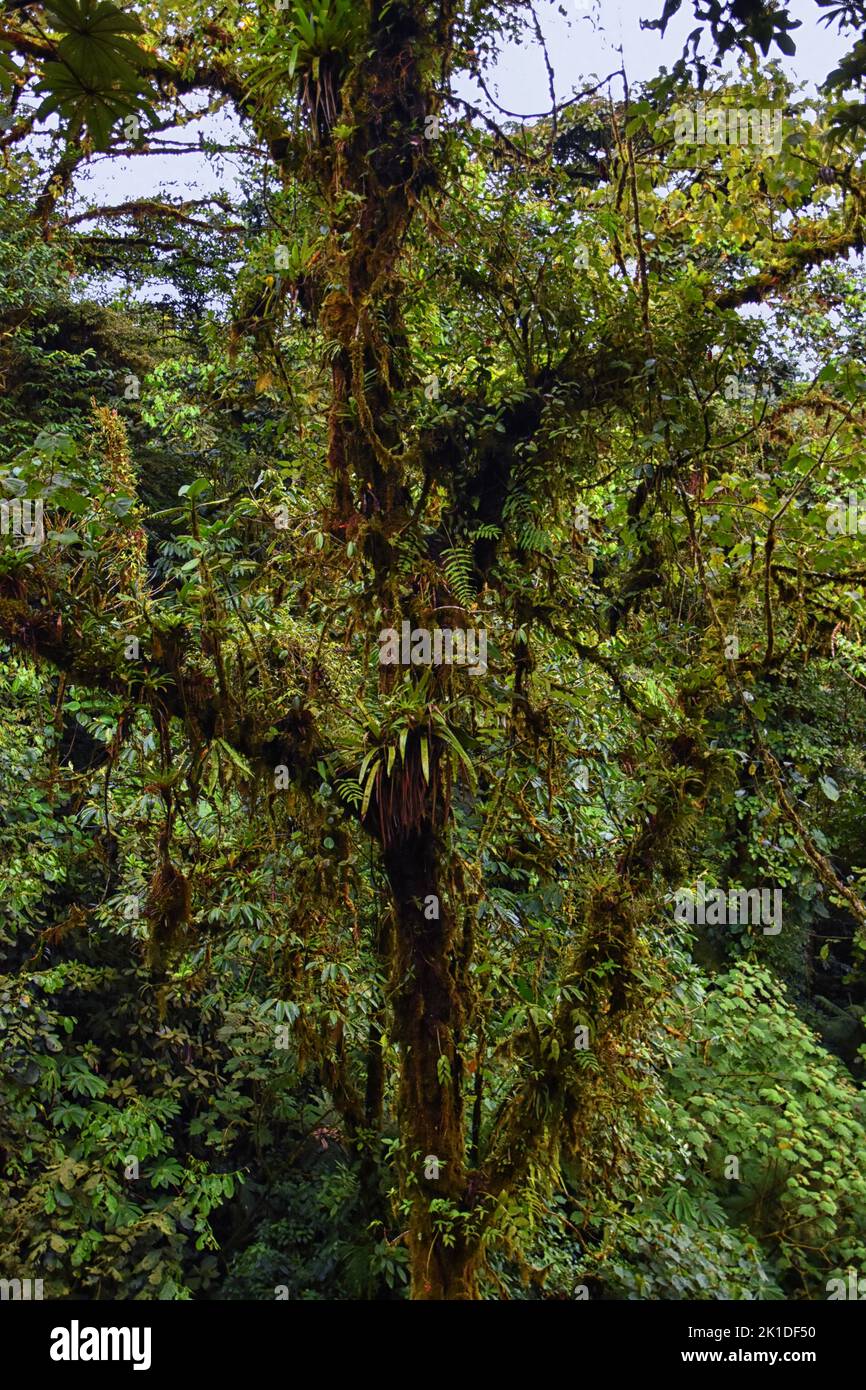 Monteverde Cloud Forest Reserve, views of tropical forest foliage ...