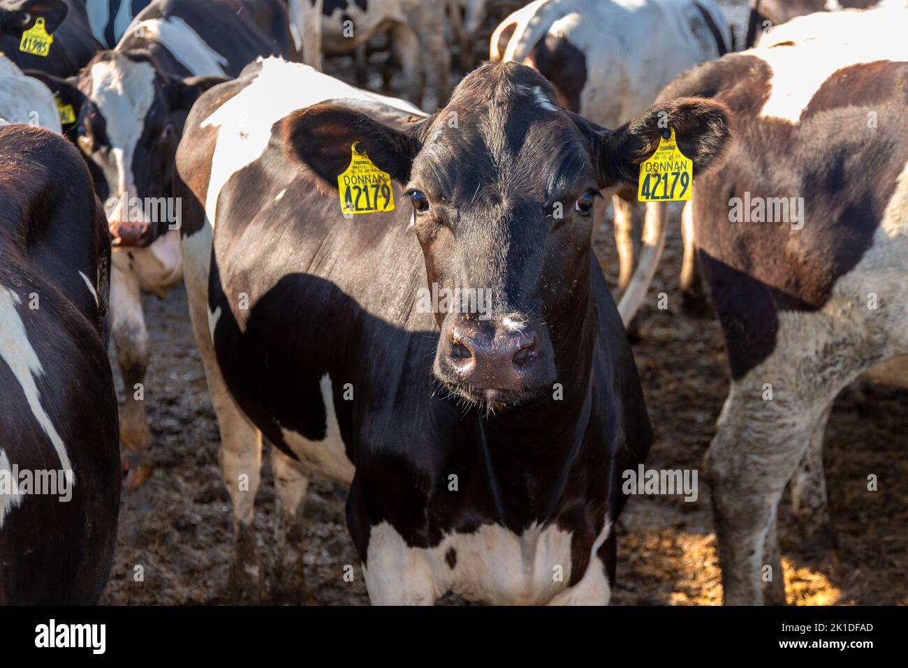 Identifying ear tag hi-res stock photography and images - Alamy