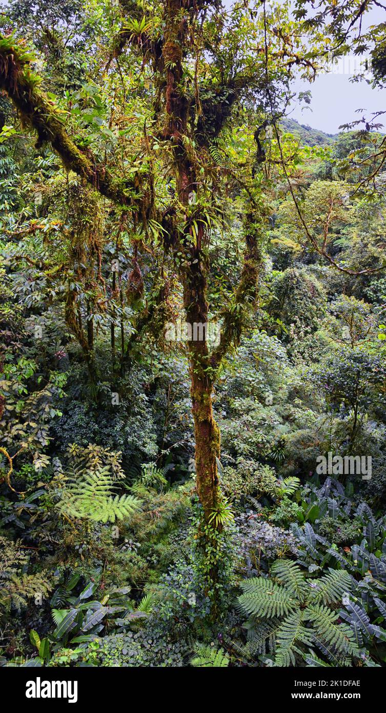 Monteverde Cloud Forest Reserve, views of tropical forest foliage ...