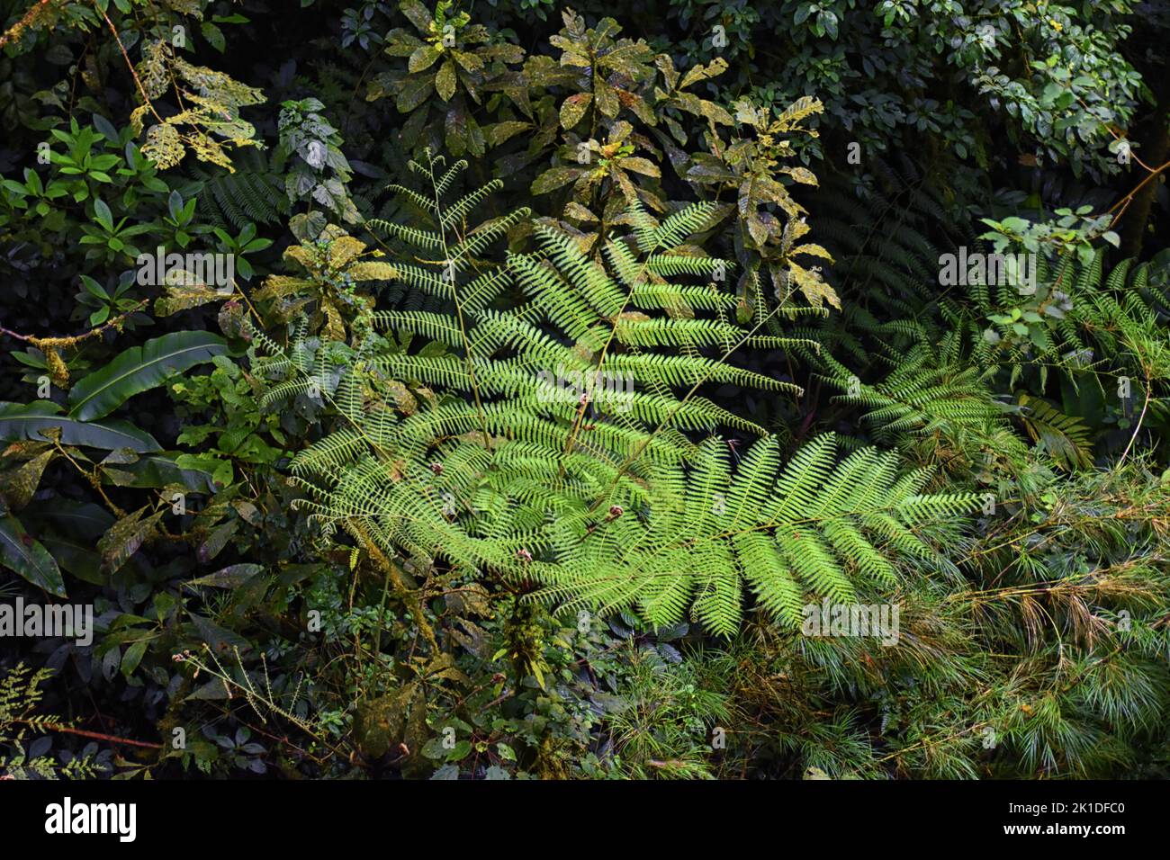 Monteverde Cloud Forest Reserve, views of tropical forest foliage ...