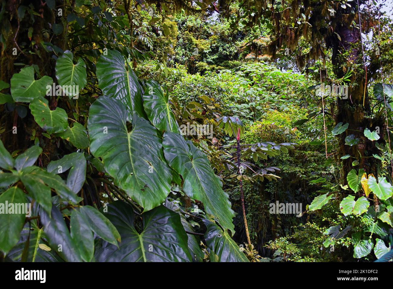 Monteverde Cloud Forest Reserve, views of tropical forest foliage ...