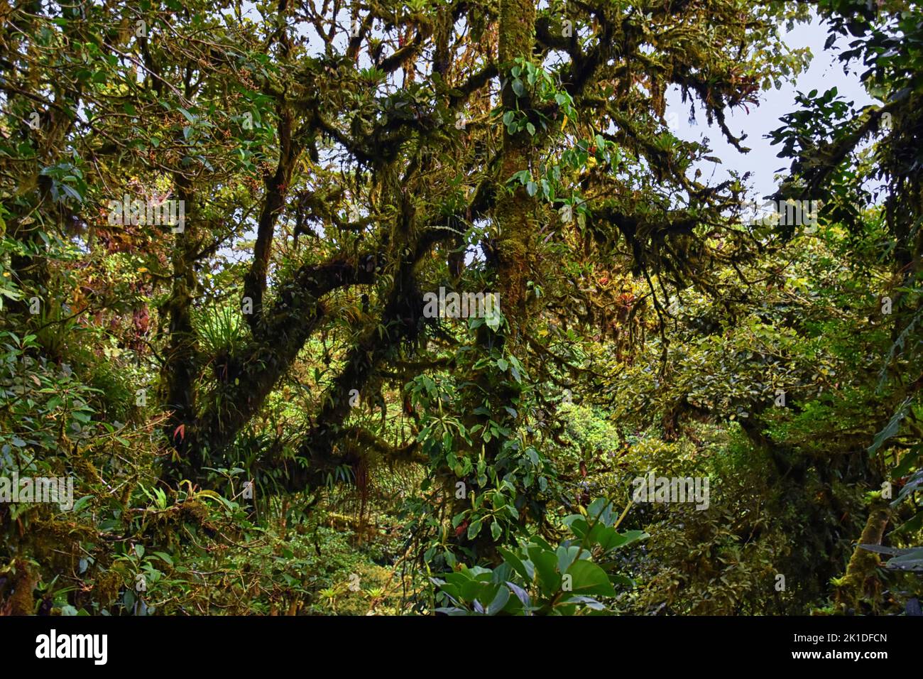 Monteverde Cloud Forest Reserve, views of tropical forest foliage ...