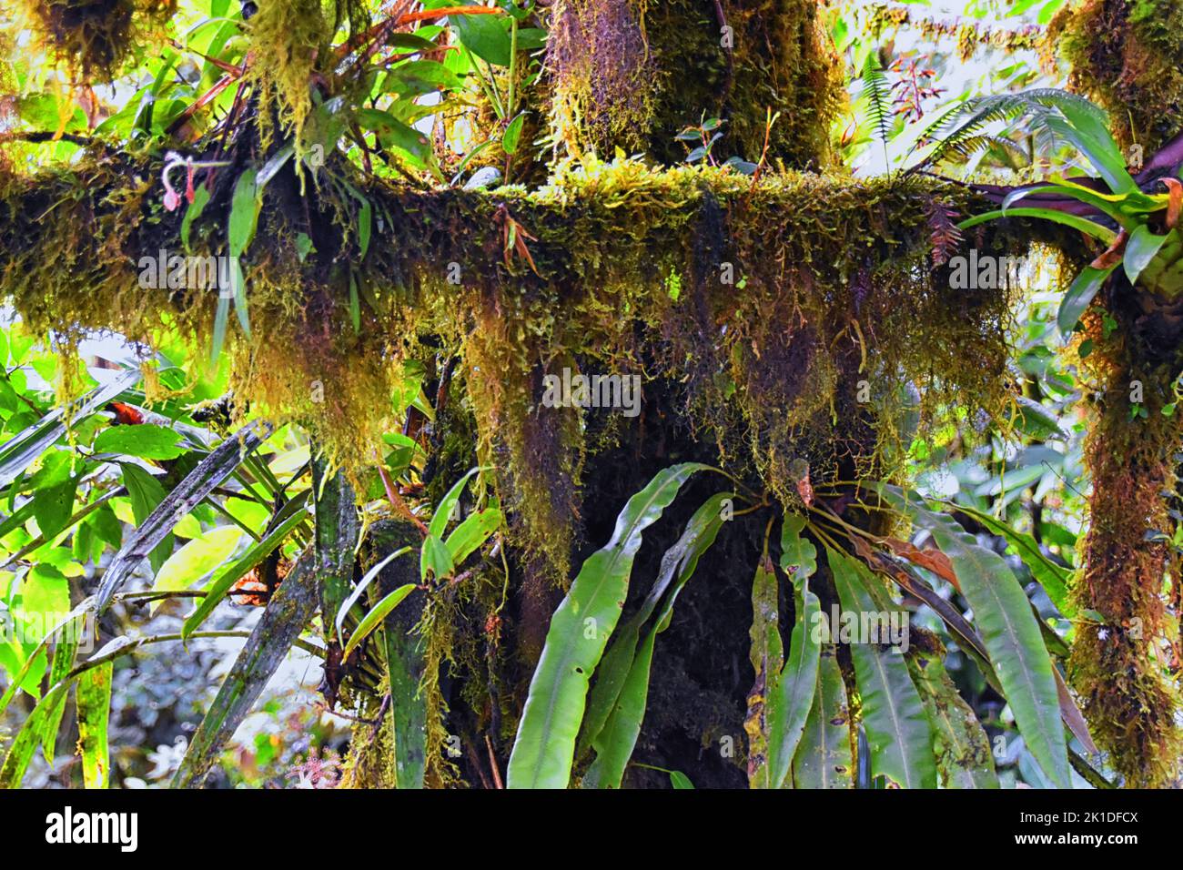 Monteverde Cloud Forest Reserve, views of tropical forest foliage ...