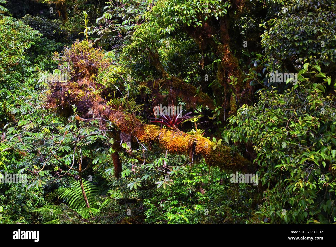 Monteverde Cloud Forest Reserve, views of tropical forest foliage ...