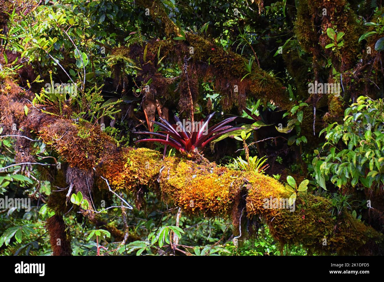 Monteverde Cloud Forest Reserve, views of tropical forest foliage ...