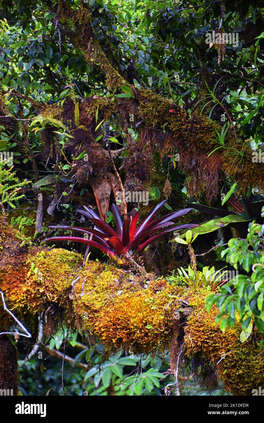 Monteverde Cloud Forest Reserve, views of tropical forest foliage ...