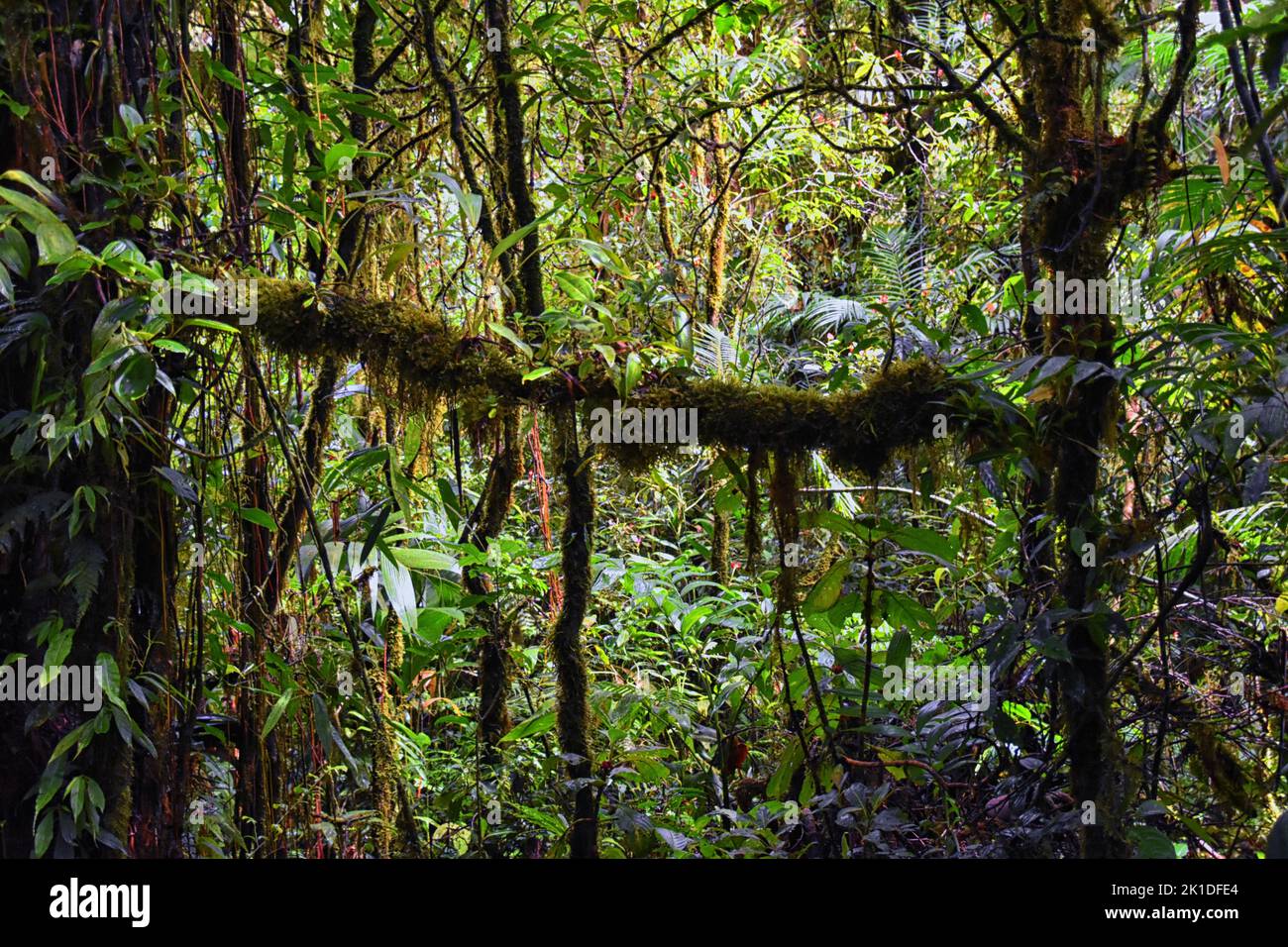Monteverde Cloud Forest Reserve, views of tropical forest foliage ...