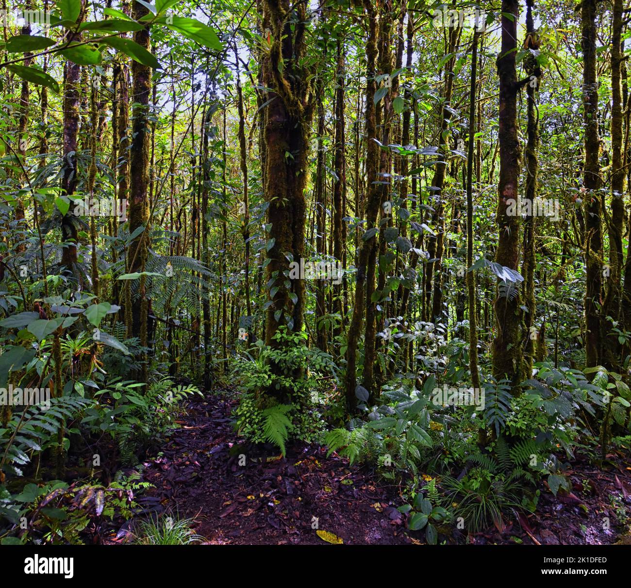 Monteverde Cloud Forest Reserve, views of tropical forest foliage ...