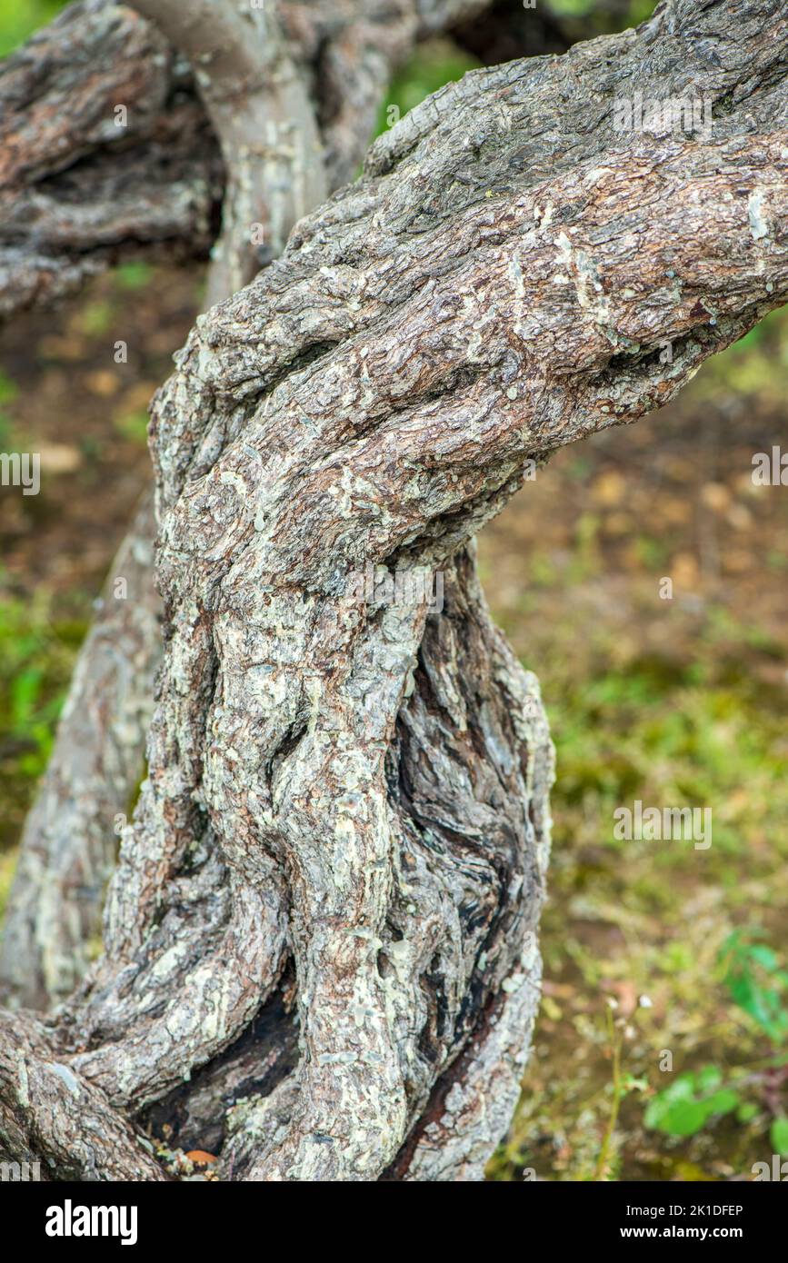 A closeup shot of mastic tree trunk on Chios island in Greece Stock ...