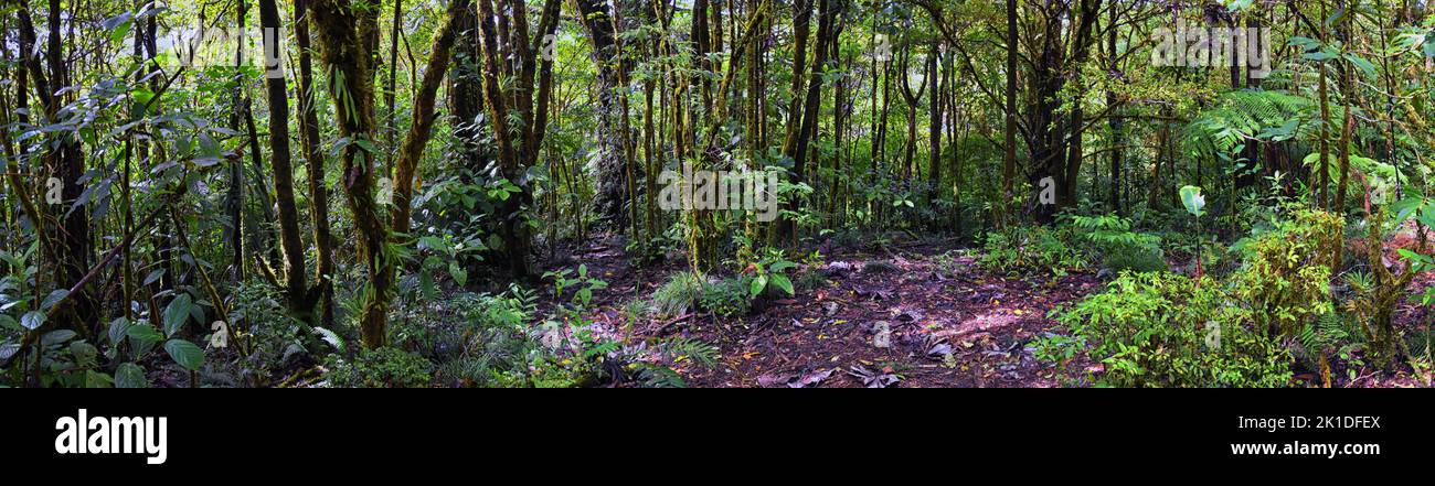Monteverde Cloud Forest Reserve, views of tropical forest foliage ...