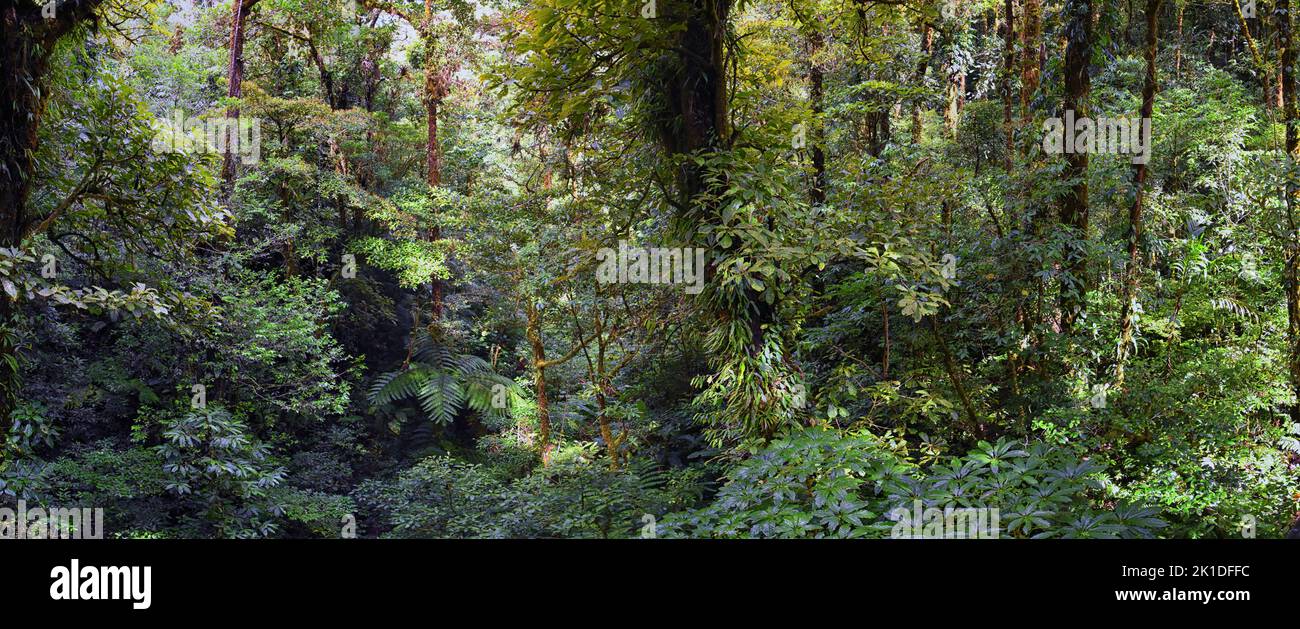Monteverde Cloud Forest Reserve, views of tropical forest foliage ...