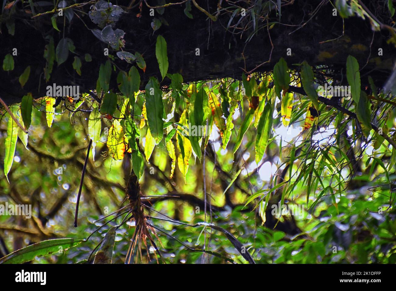Monteverde Cloud Forest Reserve, views of tropical forest foliage ...