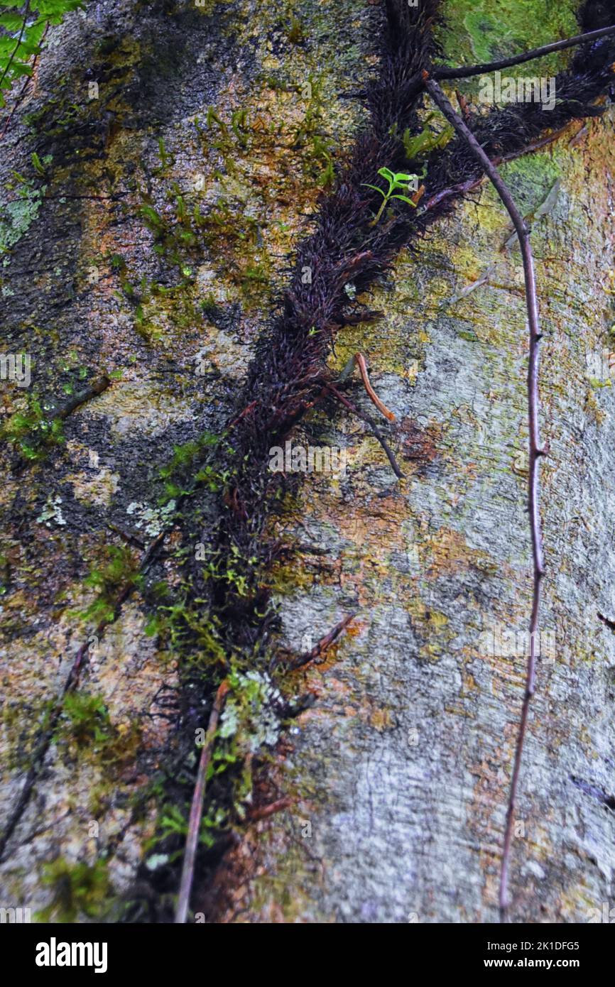 Monteverde Cloud Forest Reserve, views of tropical forest foliage ...