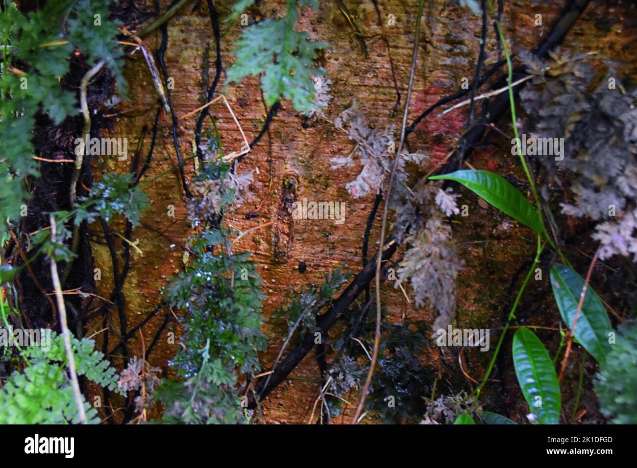 Monteverde Cloud Forest Reserve, views of tropical forest foliage ...