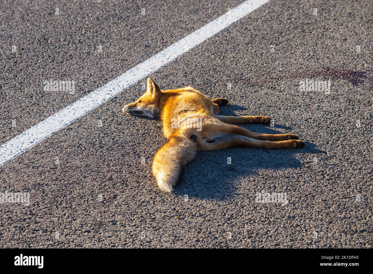 Red fox car collision hi-res stock photography and images - Alamy