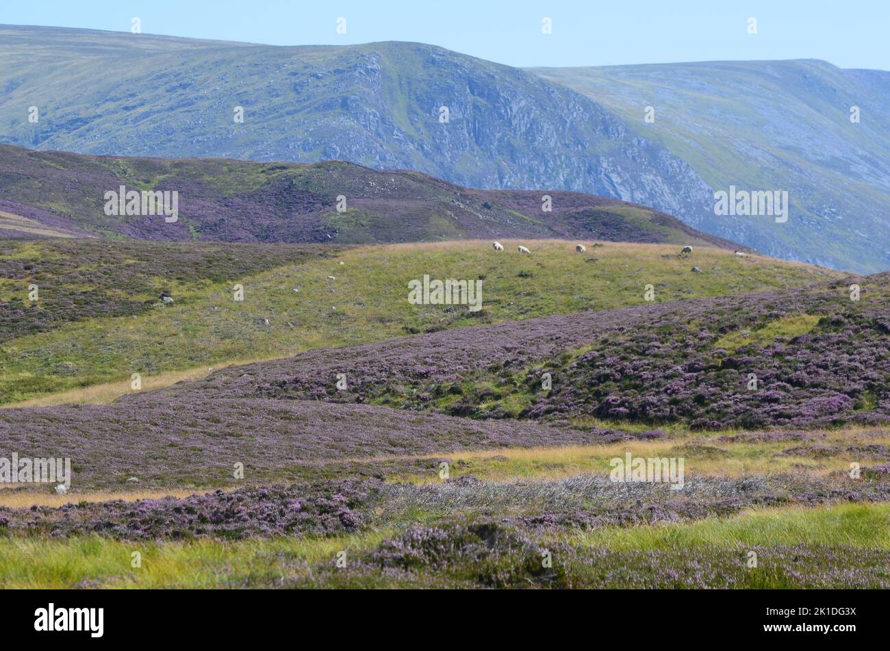 Glen Callater, a Site of Special Scientific Interest within The ...