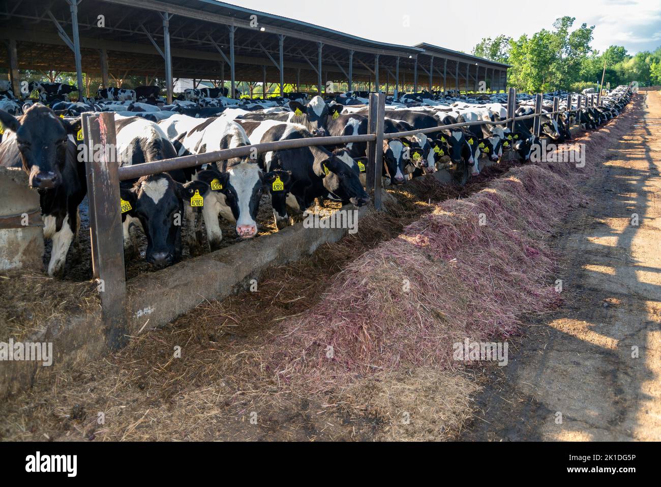 Identifying ear tag hi-res stock photography and images - Alamy