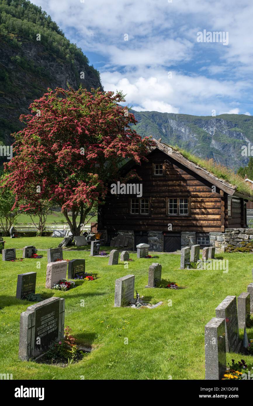 A flam tree hi-res stock photography and images - Alamy