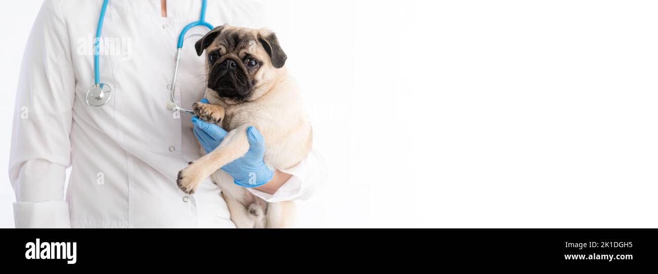 Cropped image of handsome female veterinarian doctor with stethoscope ...