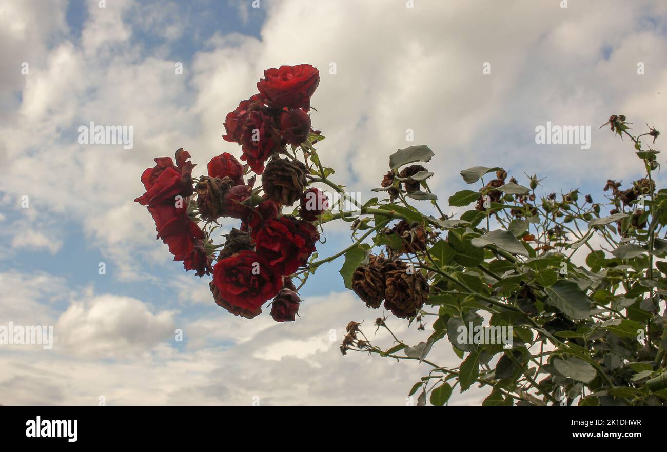 Love old days hi-res stock photography and images - Alamy