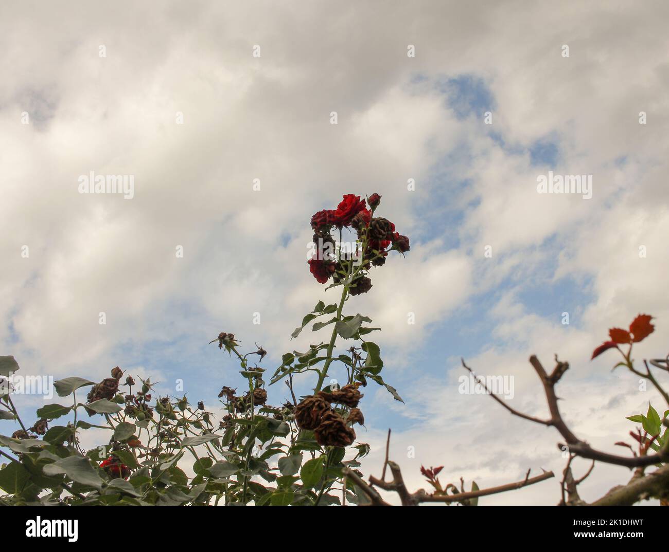 Heaven in a rose hi-res stock photography and images - Alamy