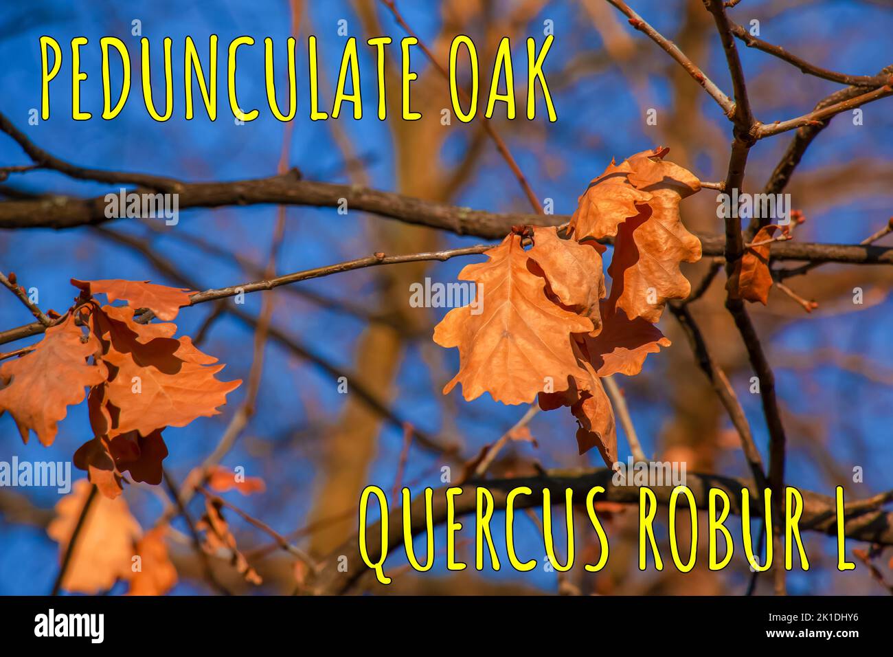 Autumn oak leaves on a branch against the blue sky. Latin name English ...
