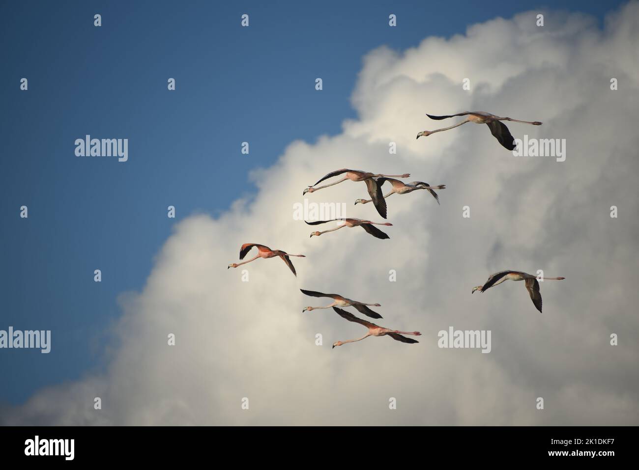 Pink flamingos flapping wings hi-res stock photography and images - Alamy