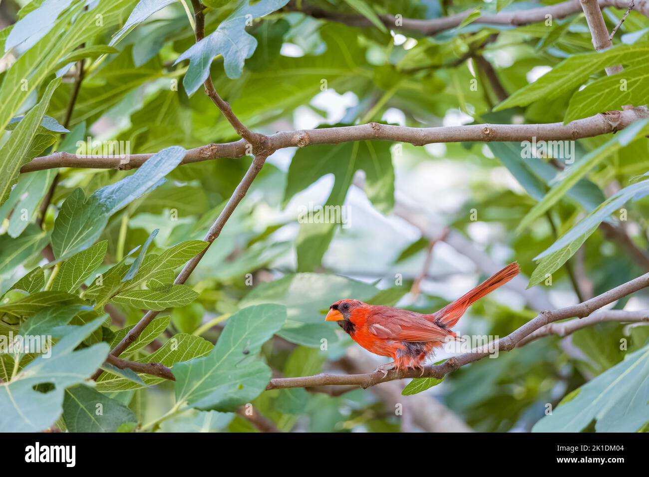 A cute Northern cardinal bird on a branch in a forest Stock Photo - Alamy