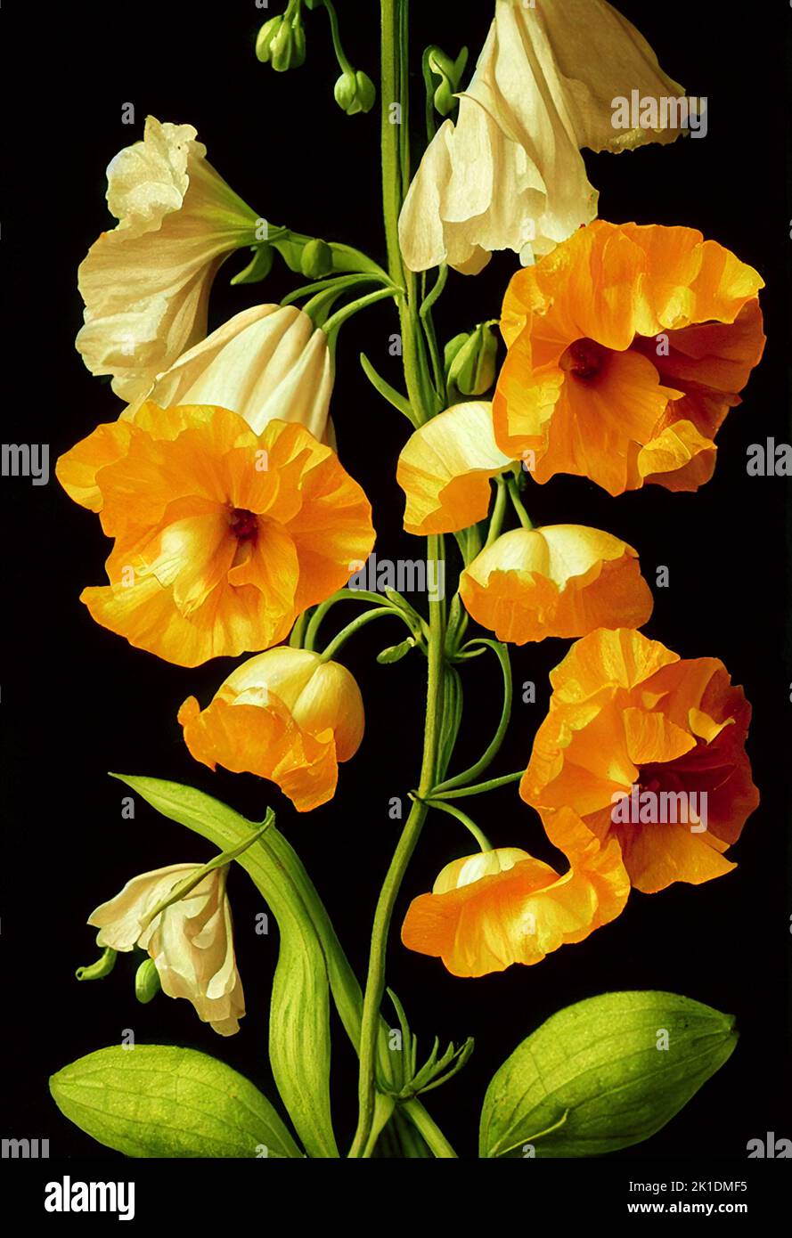 The beautiful sweet smelling blooms of the sweet pea flower, orange ...