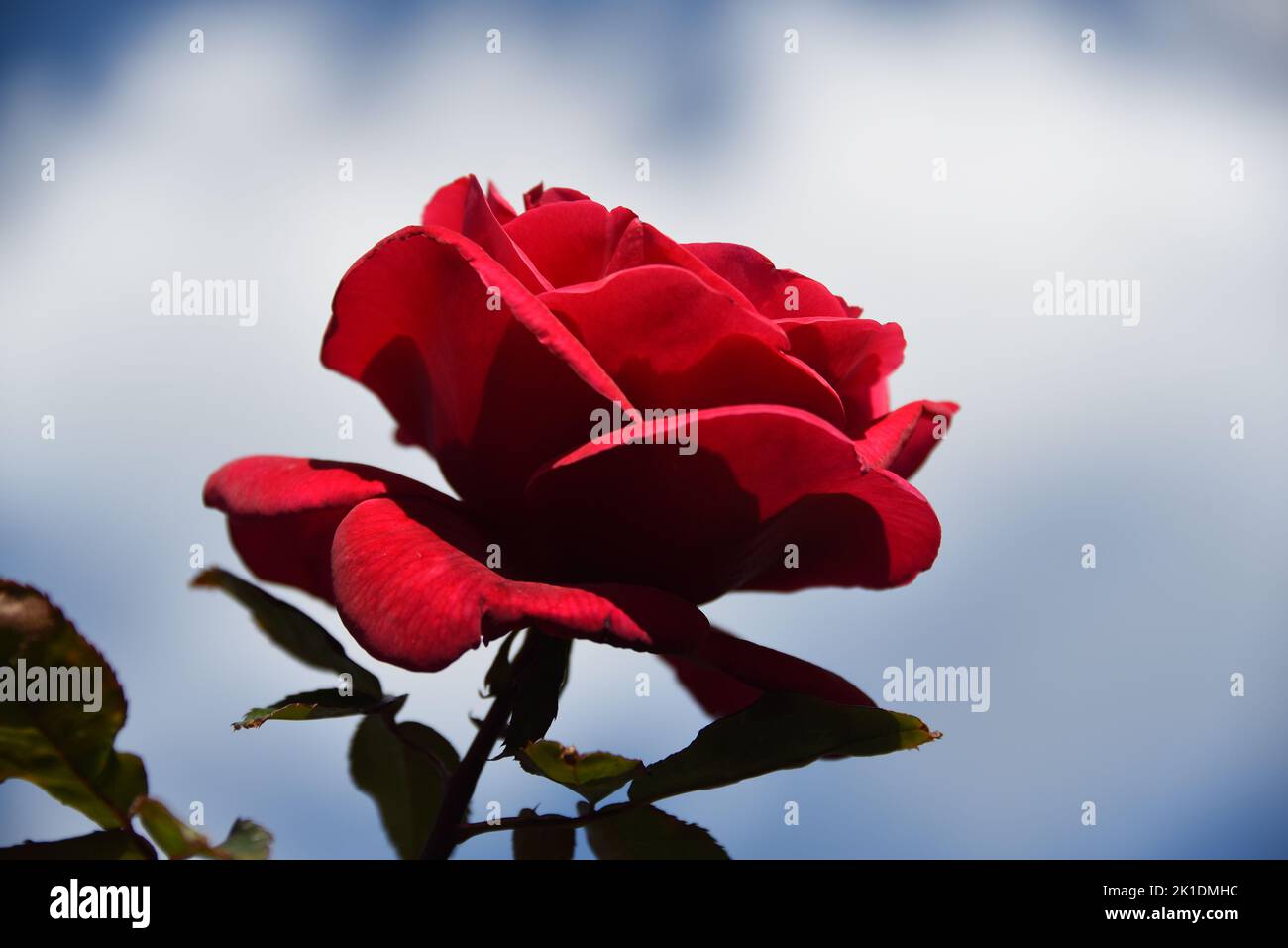 Large format, extreme close up of a single bright red rose bloom in the ...