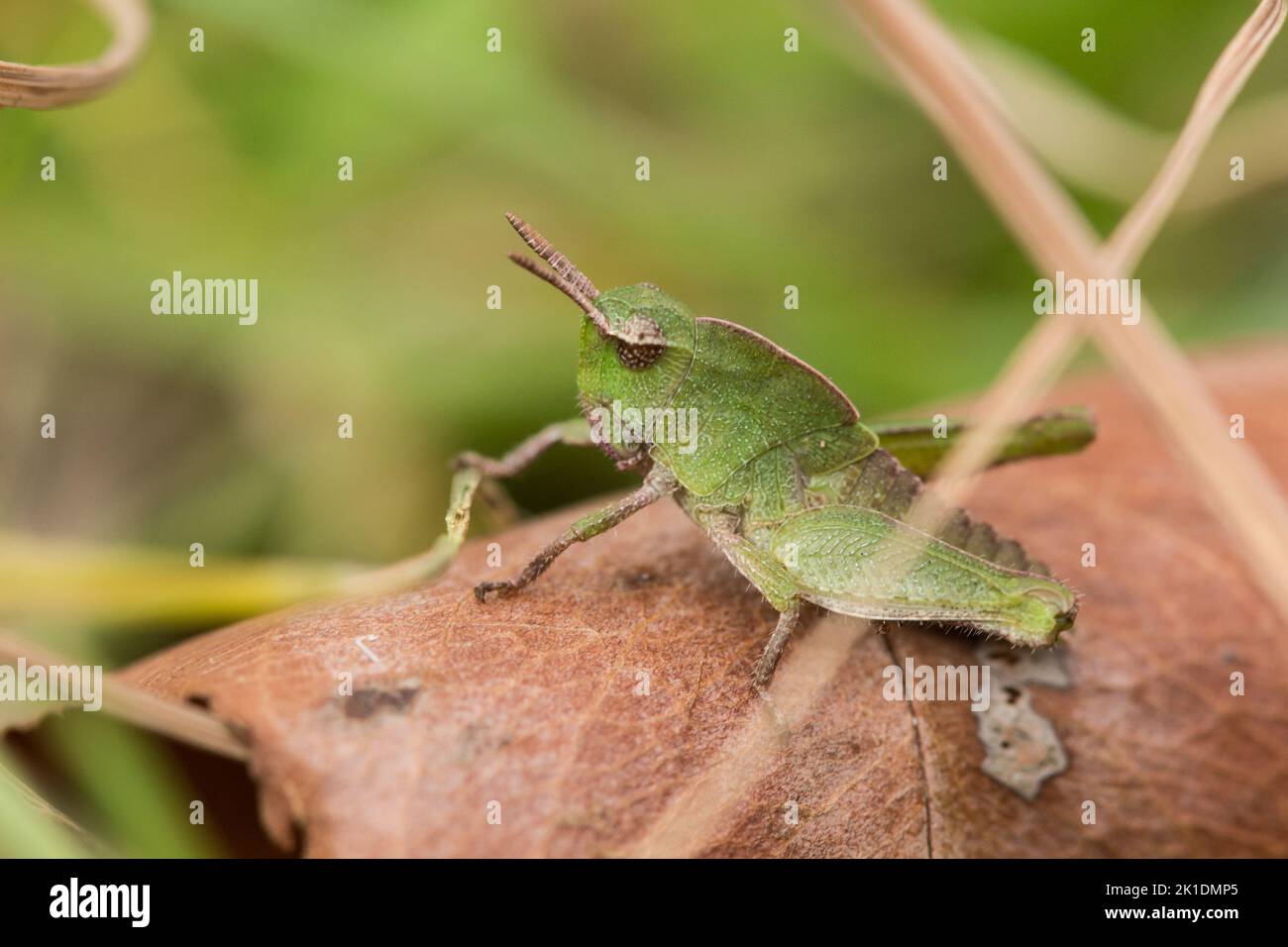 Macro / Closeup of a green-striped grasshopper nymph / immature ...