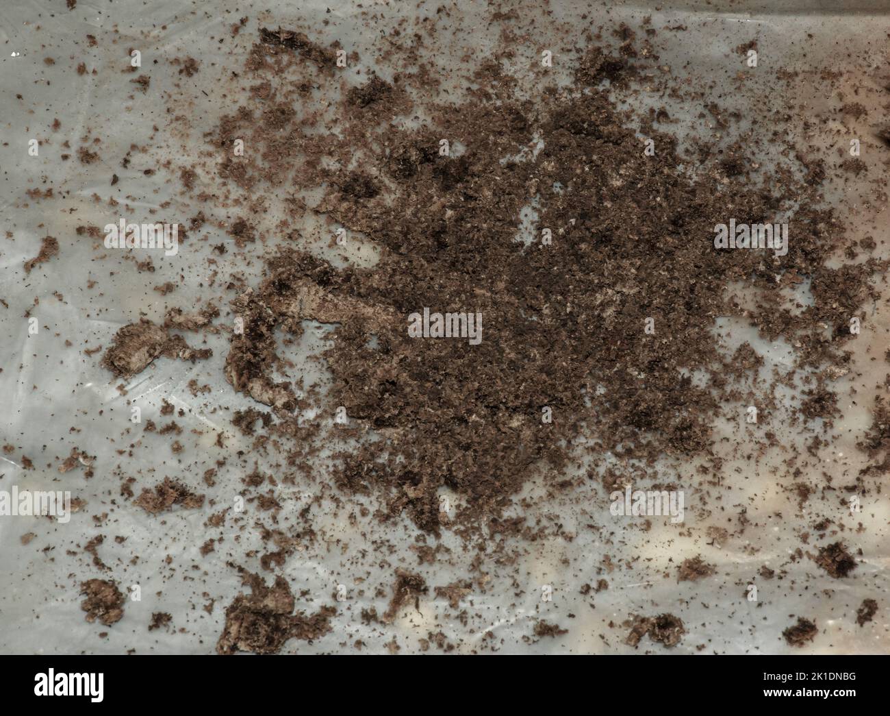 Dry dirt and dust cleaned from a kitchen exhaust fan. Close-up. Air ...