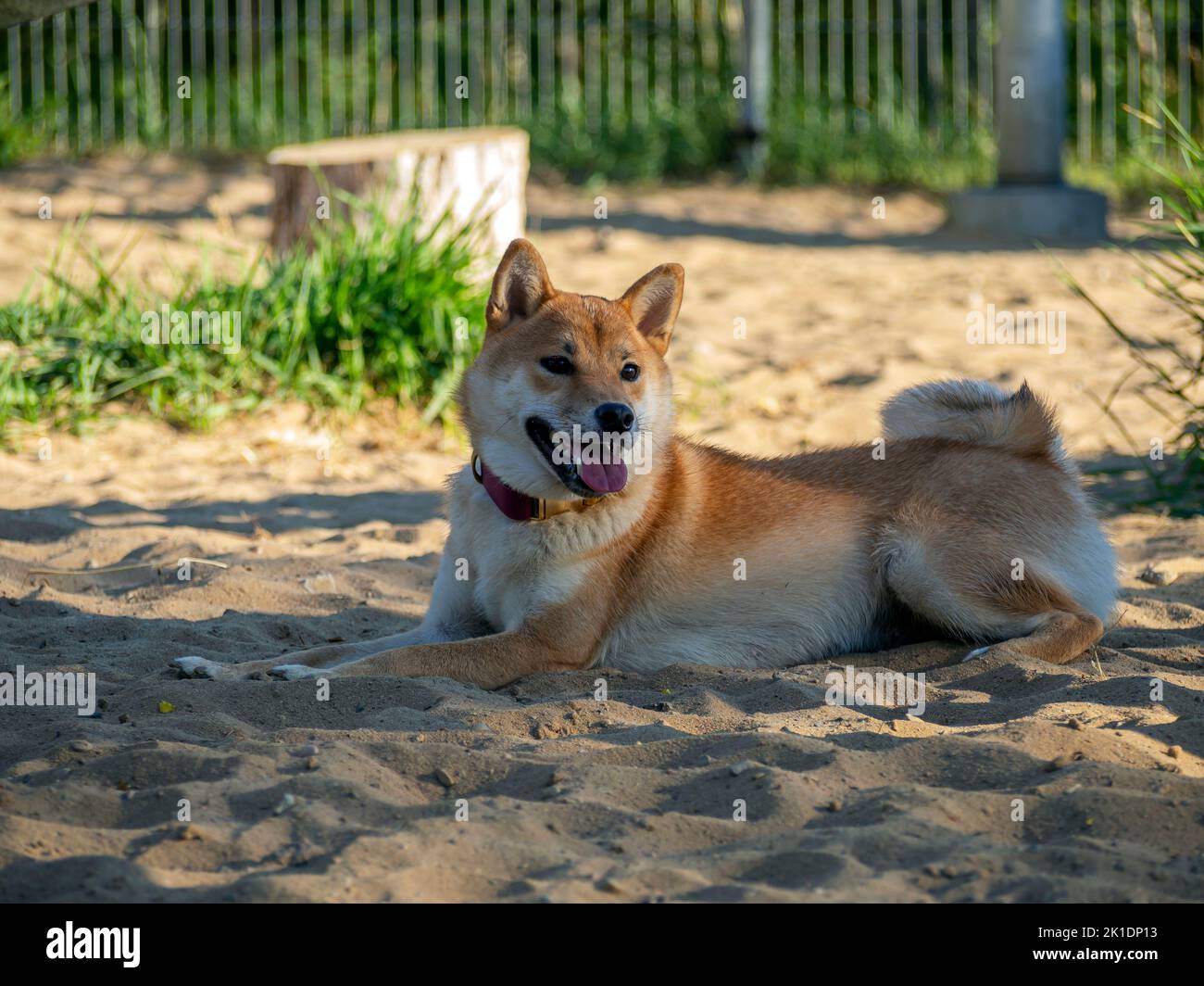 Shiba Inu plays on the dog playground in the park. Cute dog of shiba ...