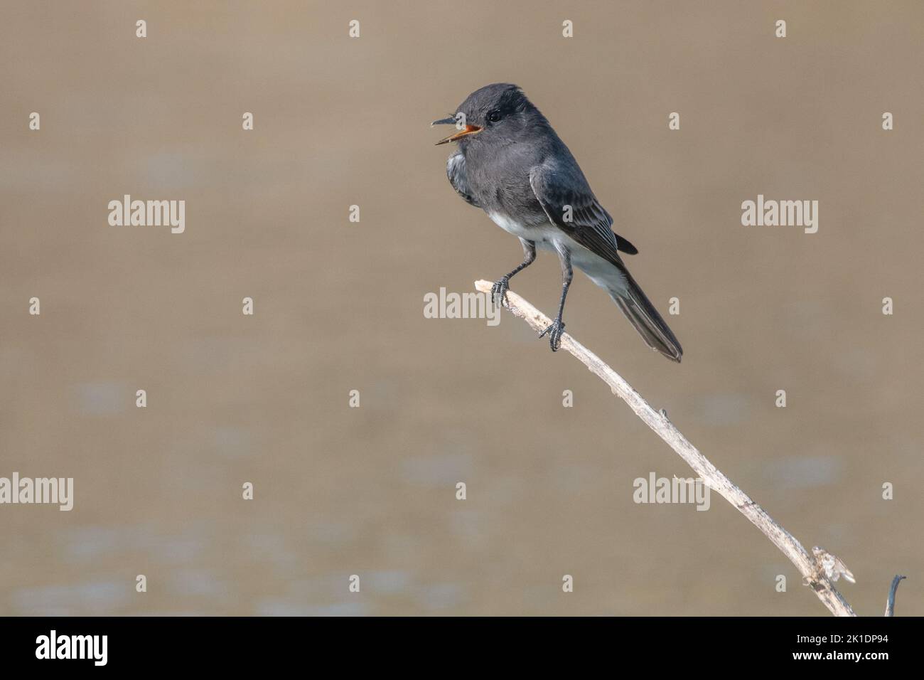 A black phoebe (Sayornis nigricans) a flycatcher panting and ...
