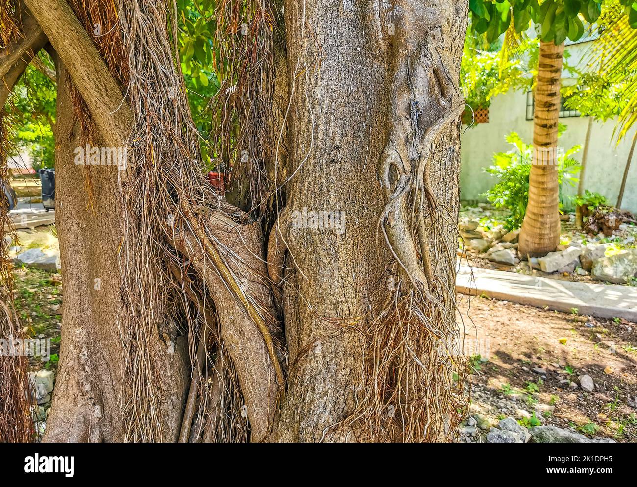 Huge beautiful Ficus maxima Fig tree in Playa del Carmen Quintana Roo ...
