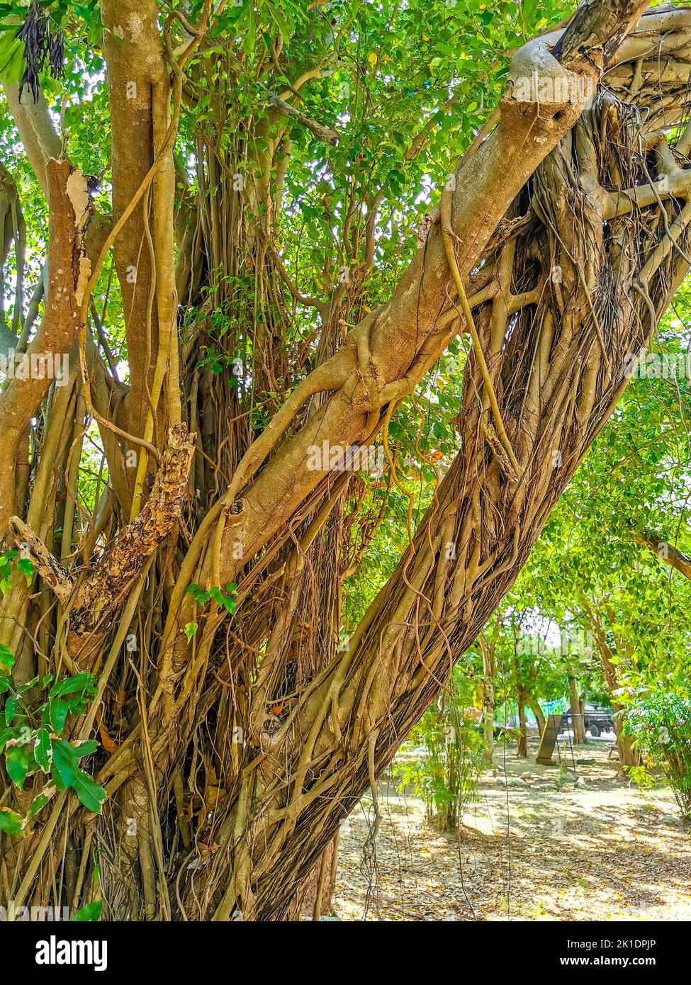 Huge beautiful Ficus maxima Fig tree in Playa del Carmen Quintana Roo ...