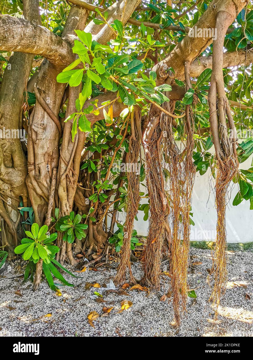 Huge beautiful Ficus maxima Fig tree in Playa del Carmen Quintana Roo ...