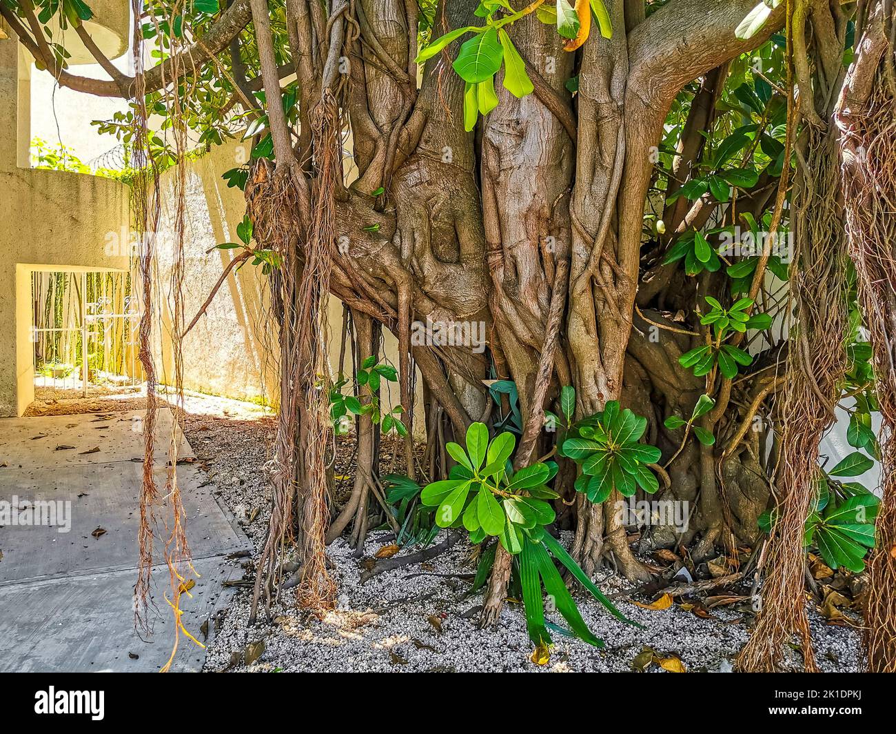 Huge beautiful Ficus maxima Fig tree in Playa del Carmen Quintana Roo ...