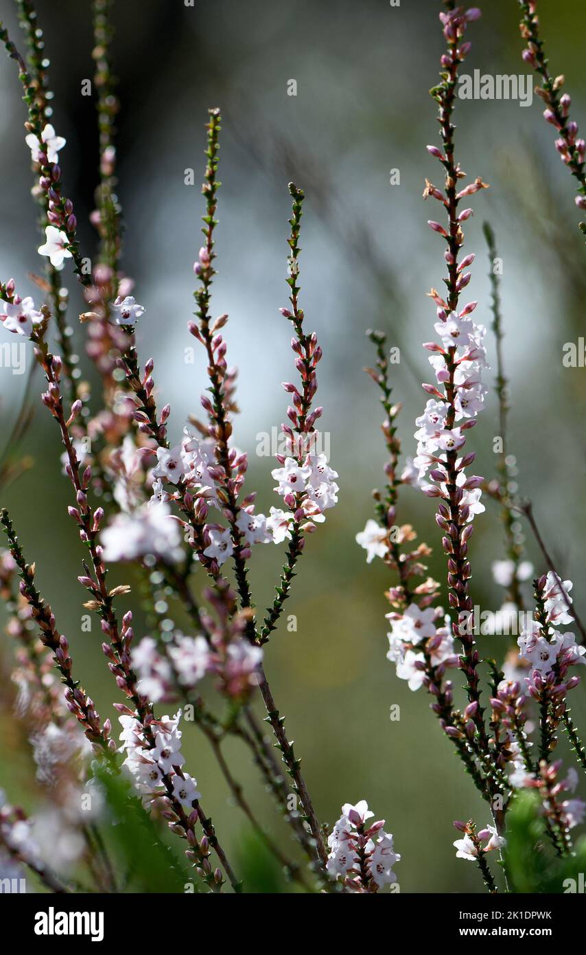 Backlit flowers and buds of the Australian native Coast Coral Heath ...