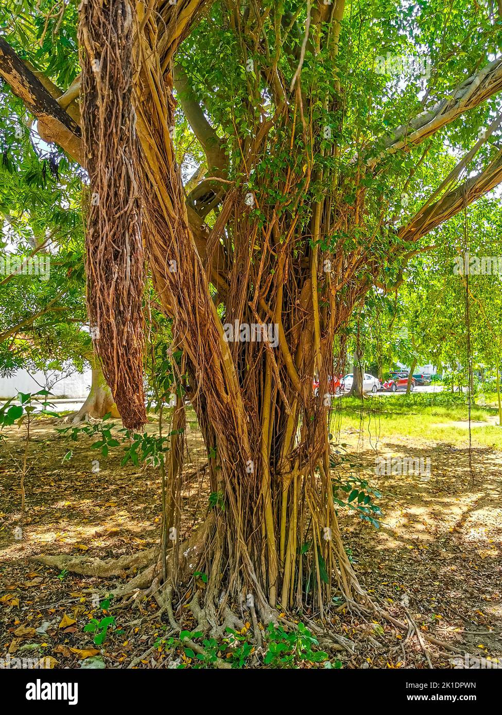Huge beautiful Ficus maxima Fig tree in Playa del Carmen Quintana Roo ...