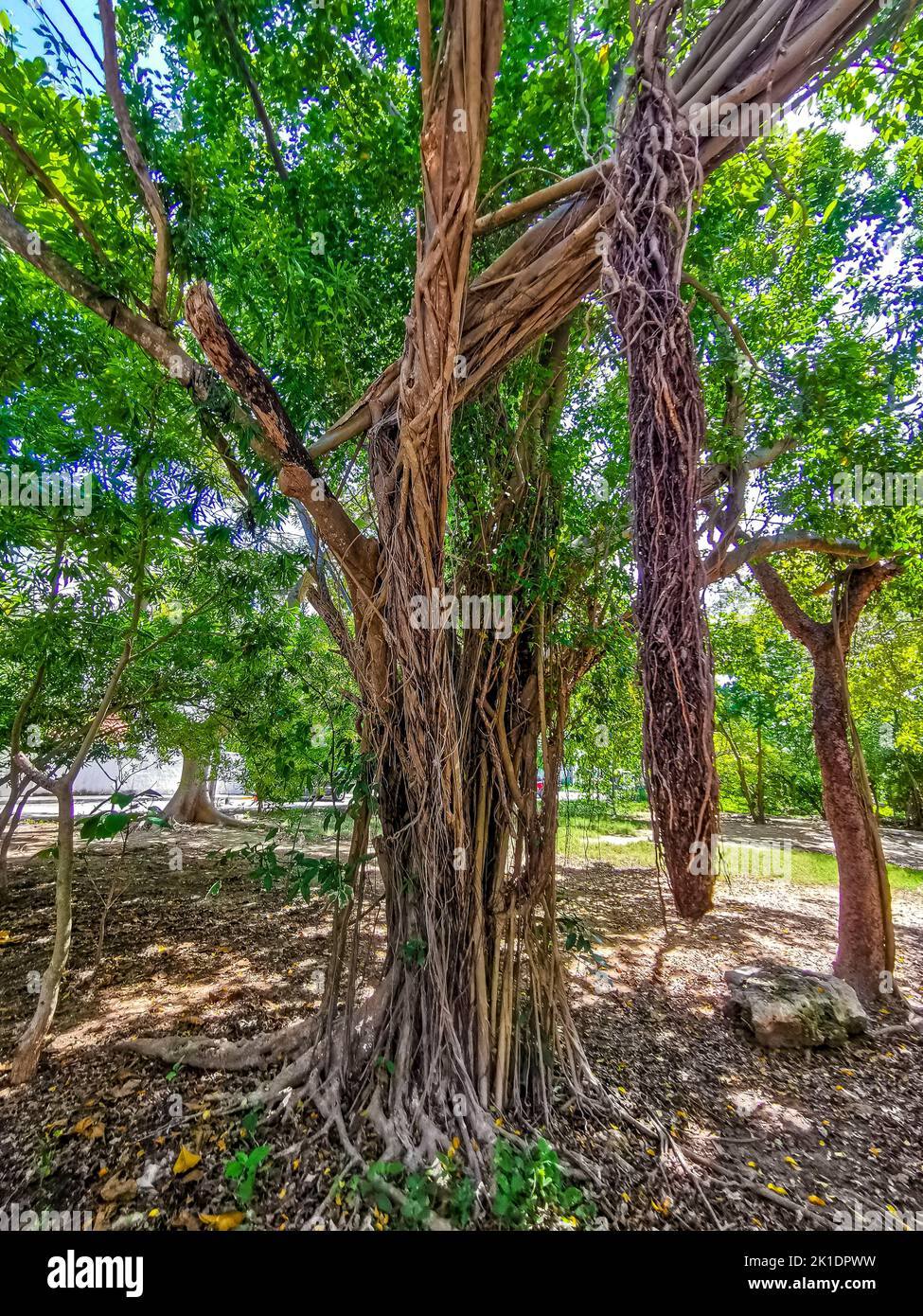 Huge beautiful Ficus maxima Fig tree in Playa del Carmen Quintana Roo ...
