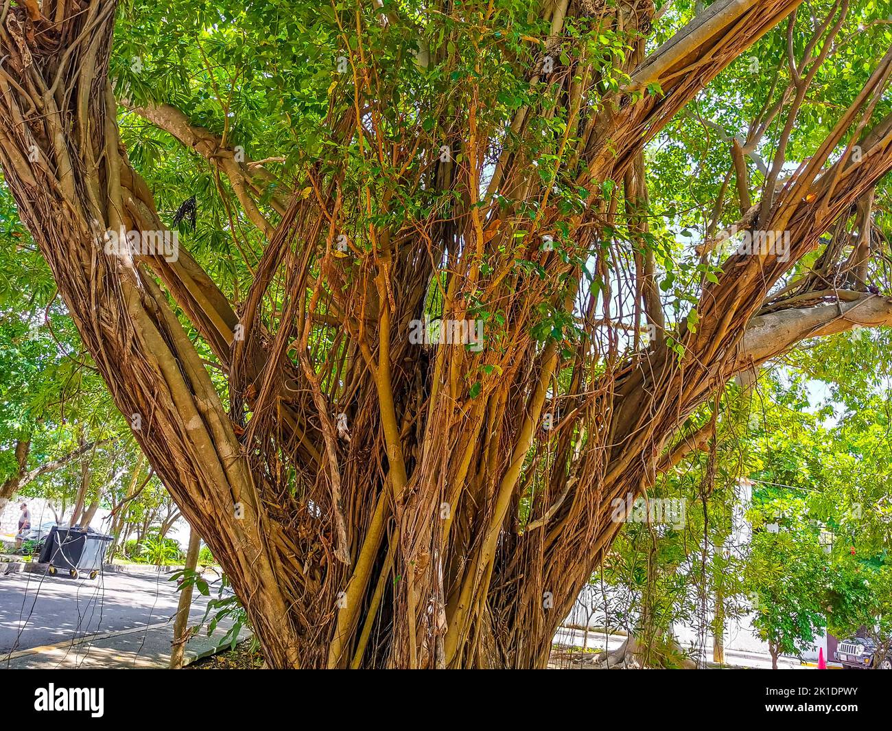 Huge beautiful Ficus maxima Fig tree in Playa del Carmen Quintana Roo ...