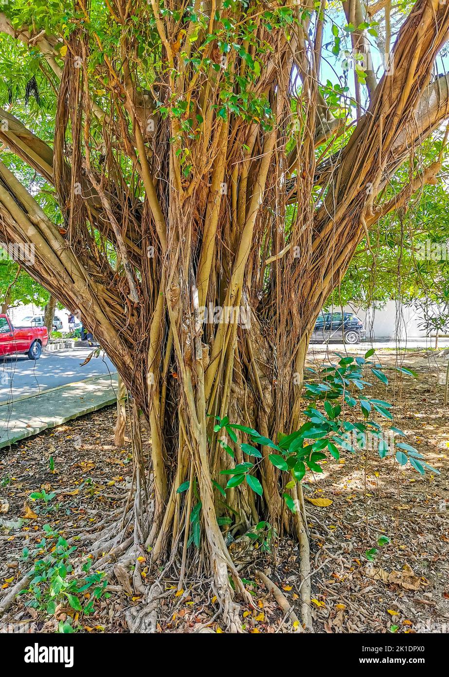 Huge beautiful Ficus maxima Fig tree in Playa del Carmen Quintana Roo ...