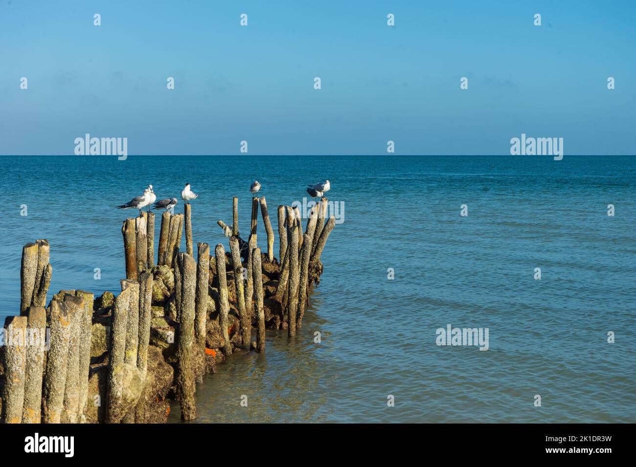 beach erosion at Chelem, Yucatan, Mexico on Gulf of Mexcio Stock Photo ...