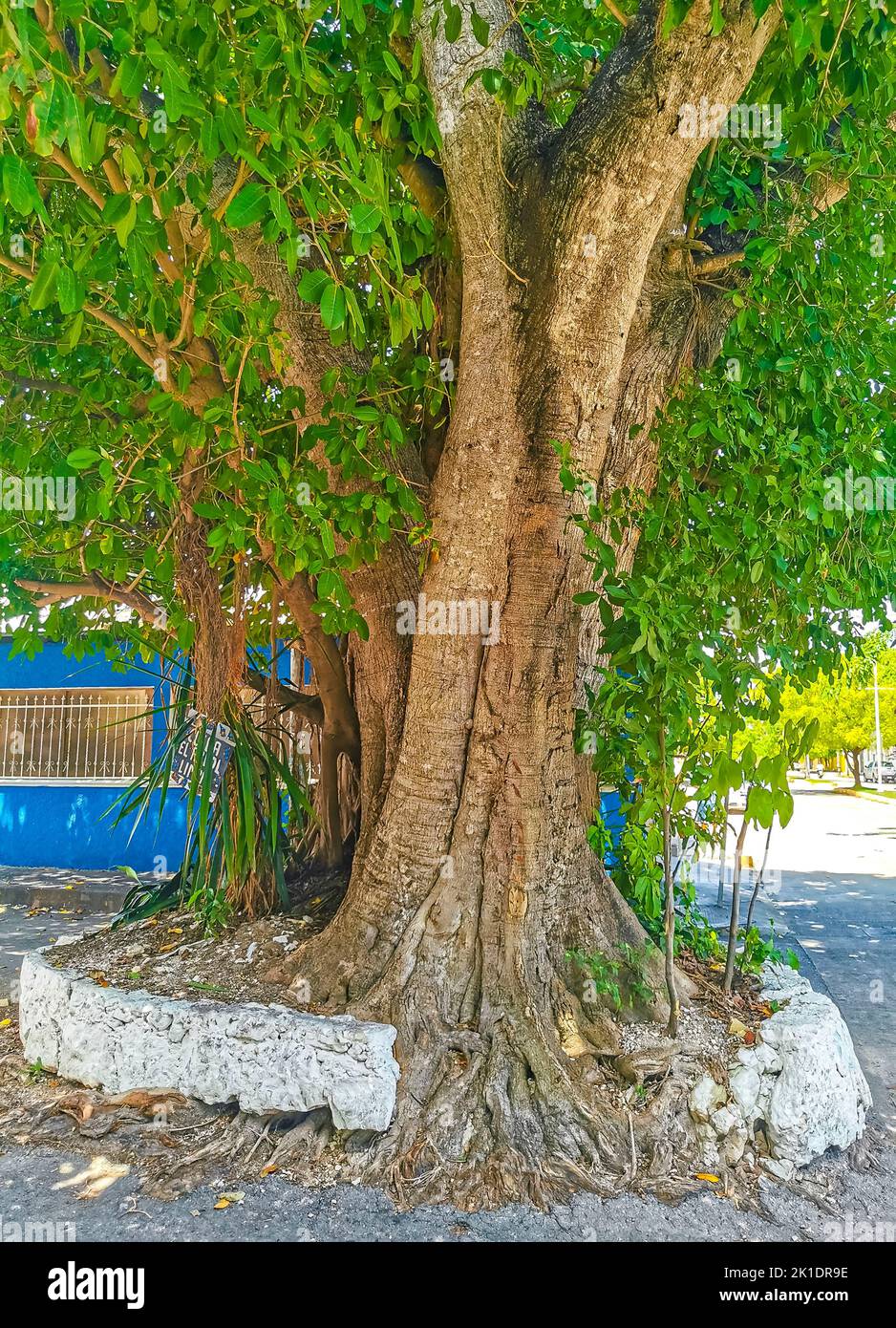 Huge beautiful Ficus maxima Fig tree in Playa del Carmen Quintana Roo ...
