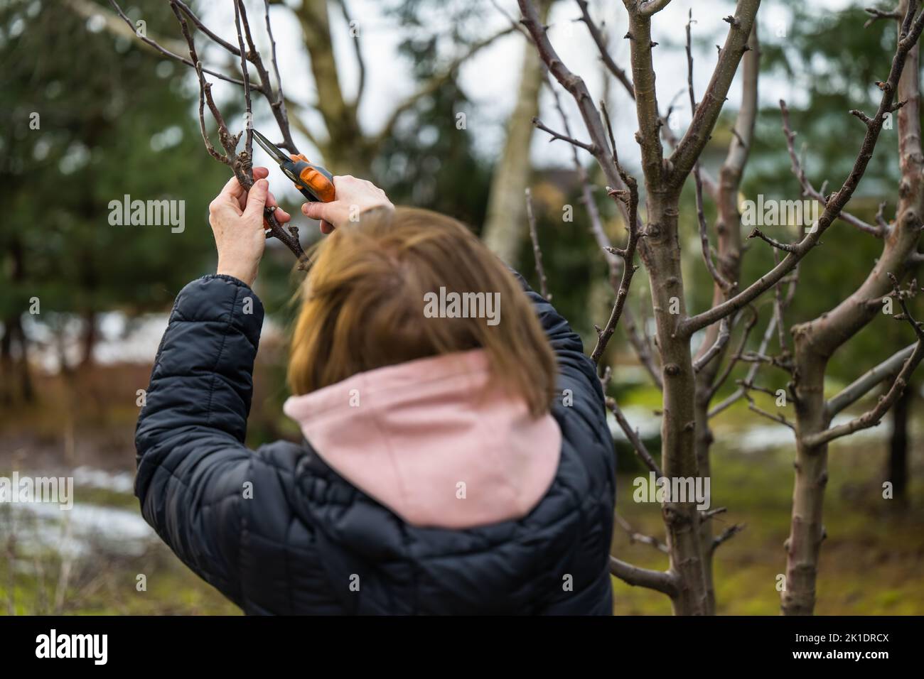 Woman gardener using pruning shears on to cut dry tree branches. Spring ...