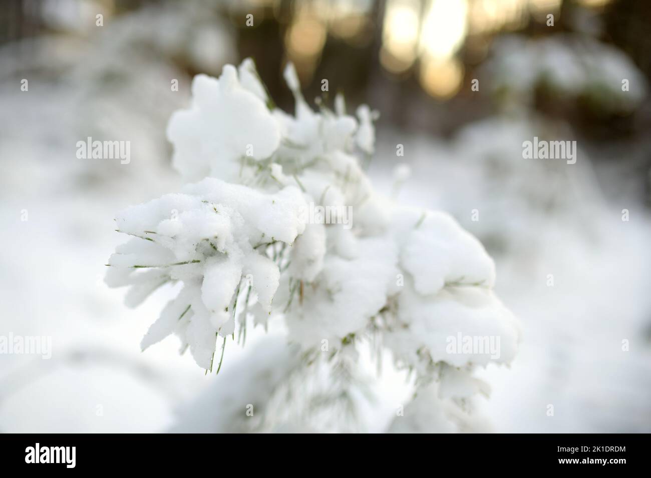 Beautiful view of snow covered forest. Rime ice and hoar frost covering ...