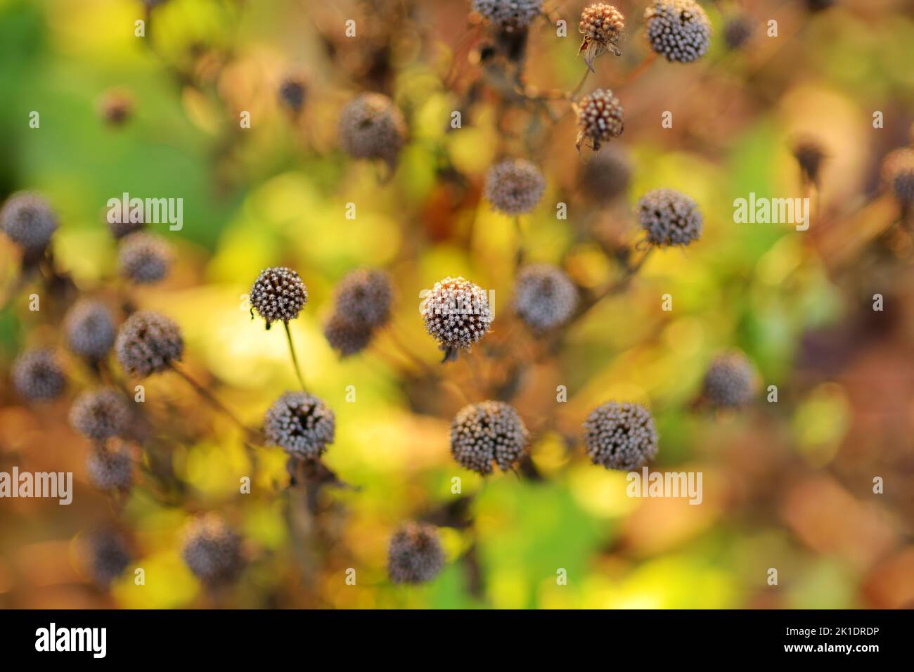 Dried flowers in a garden at late autumn day. Sunny morning in fall ...