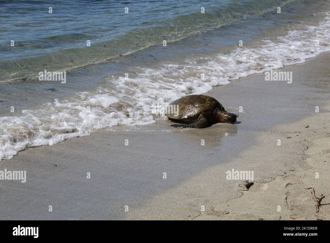 Green Turtles, Waterfalls, and Sunsets over the ocean Stock Photo - Alamy